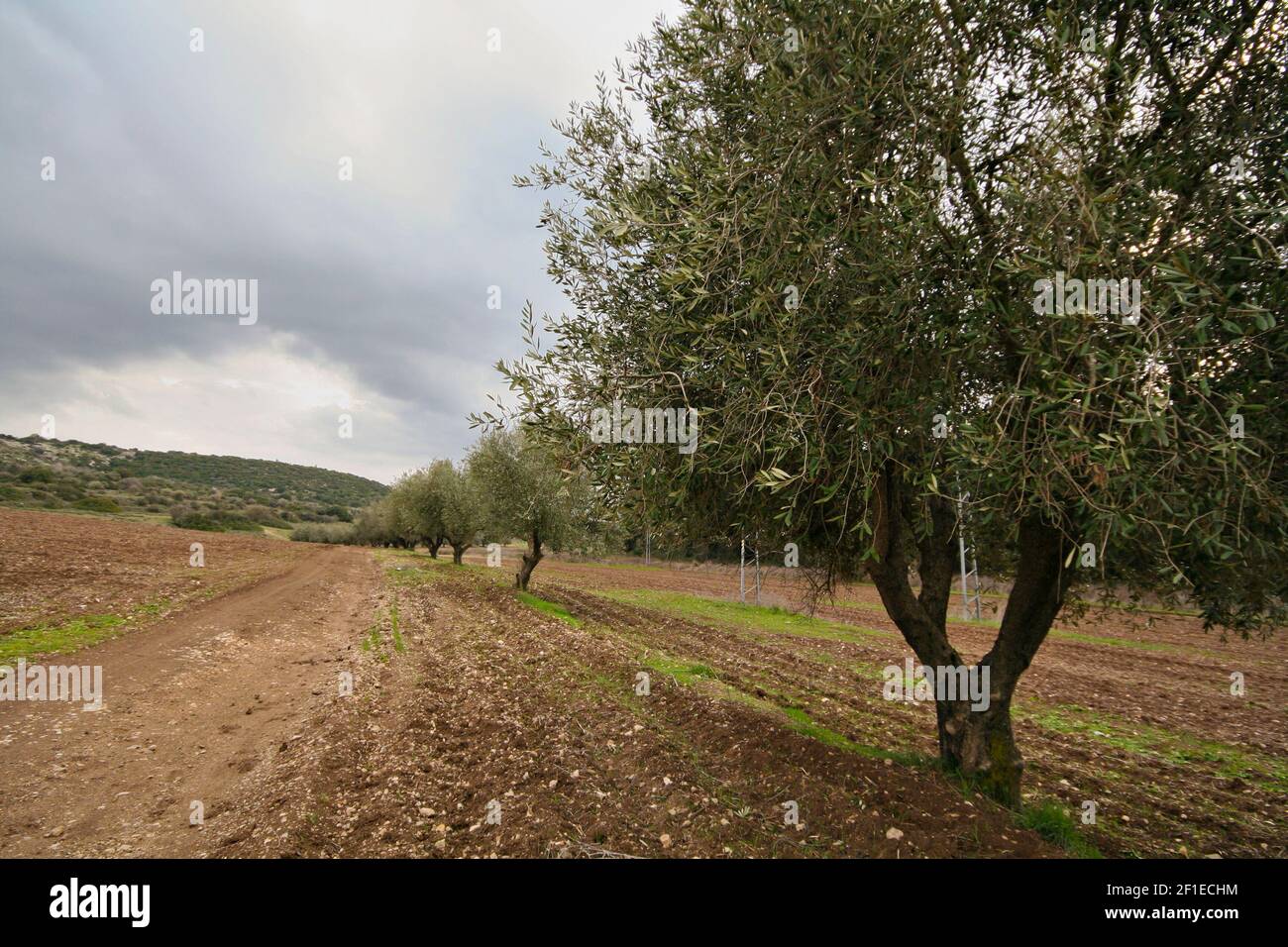 Olive tree orchard photographed in Israel Stock Photo - Alamy