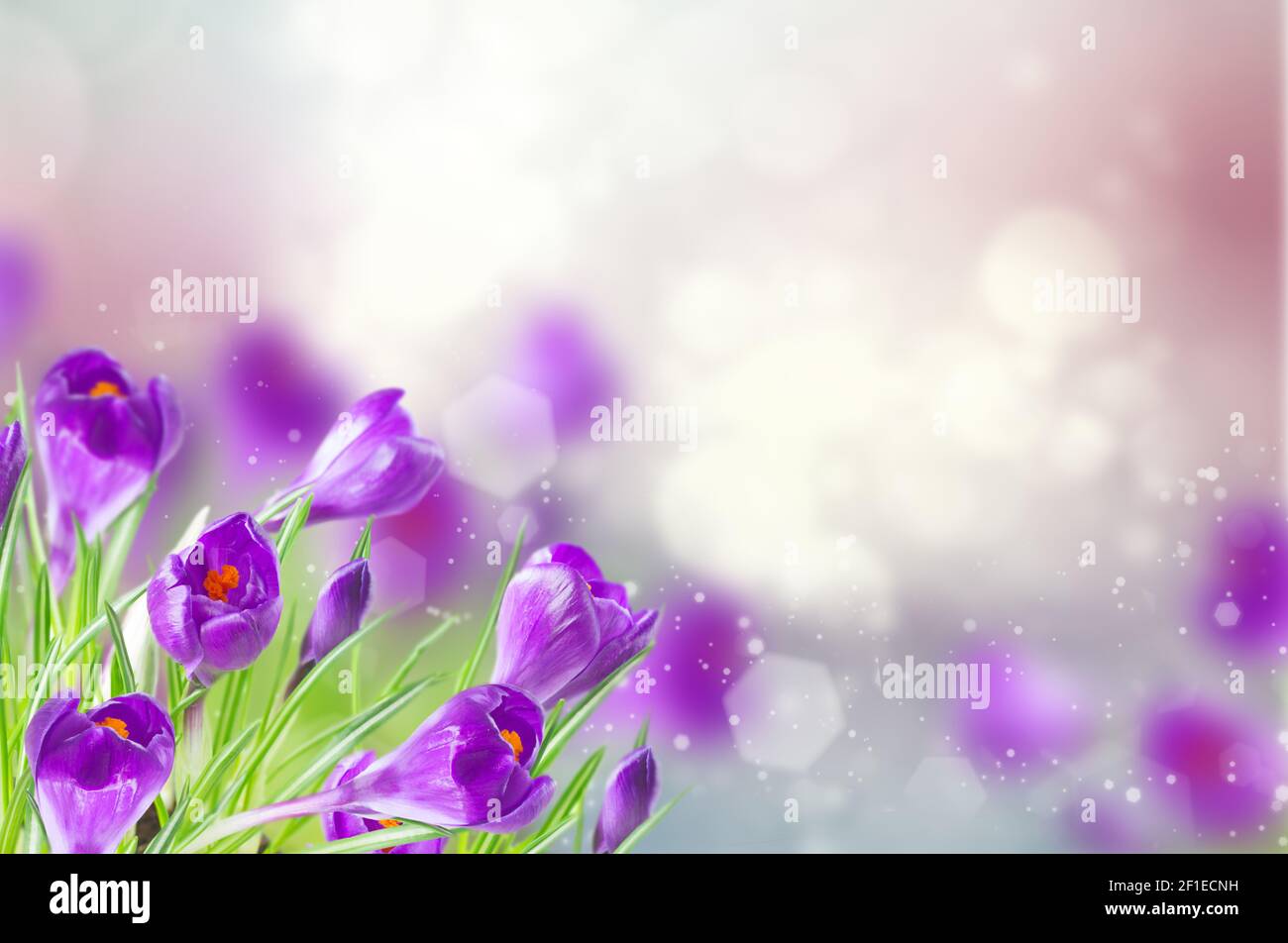 Spring crocuses under snow hi-res stock photography and images - Alamy