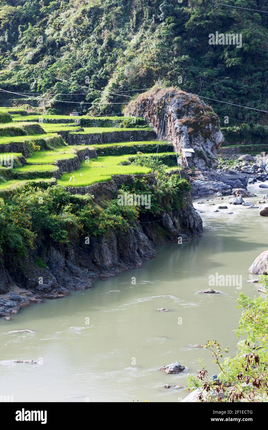 Terrace field for coultivation of rice Stock Photo - Alamy