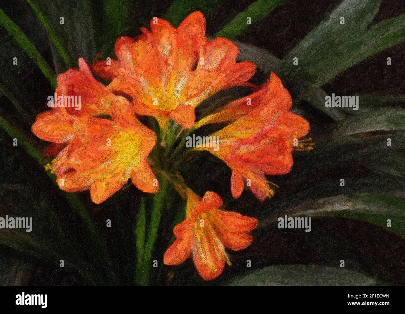 Clivia in flower hi-res stock photography and images - Alamy