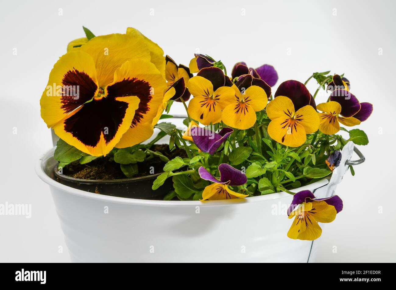 Viola tricolor, field flower, wild pansy, with yellow and purple petals ...