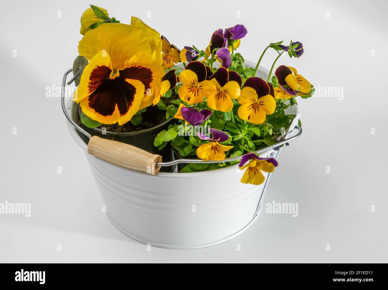 Viola tricolor, field flower, wild pansy, with yellow and purple petals ...