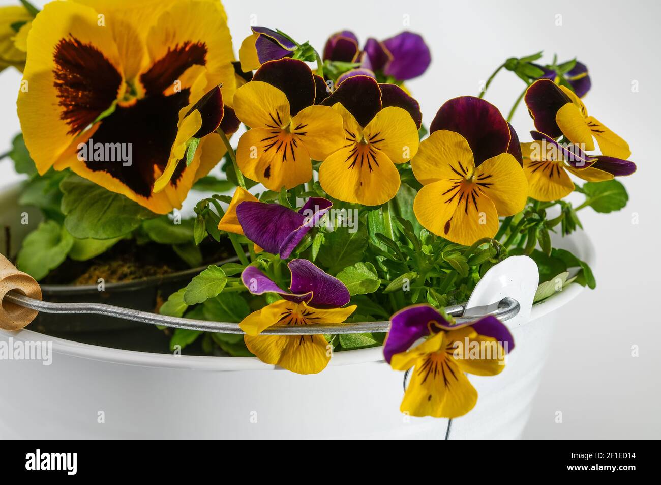 Viola tricolor, field flower, wild pansy, with yellow and purple petals ...