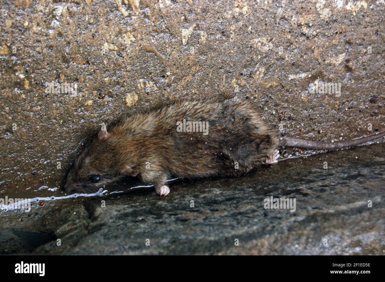 Deceased rat hi-res stock photography and images - Alamy