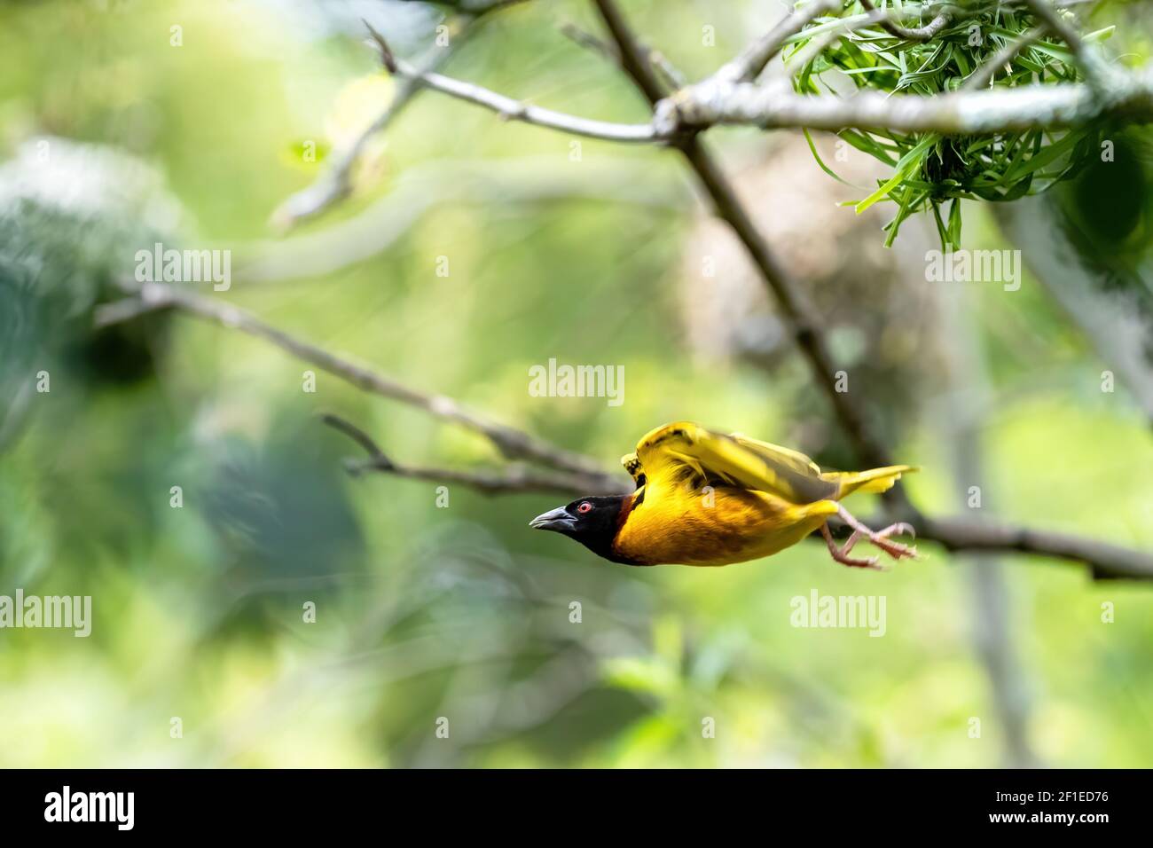 Yellow headed weaver birds hi-res stock photography and images - Alamy
