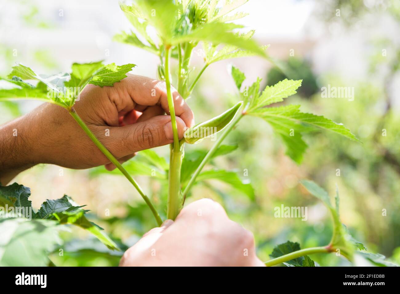 Lady finger farming hi-res stock photography and images - Alamy
