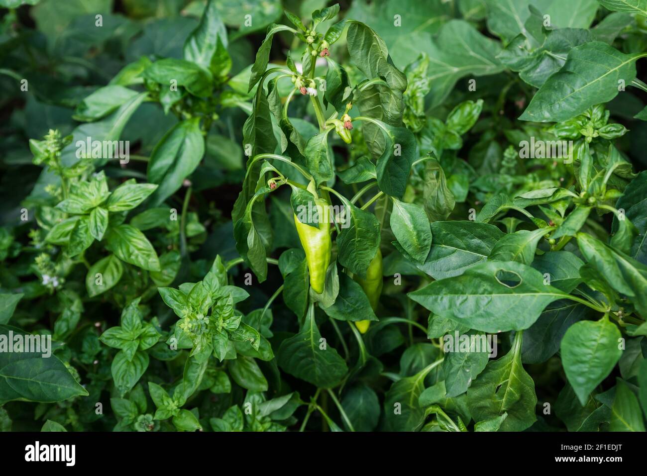 Organic plantation with growing sweet green peppers, ready to harvest ...