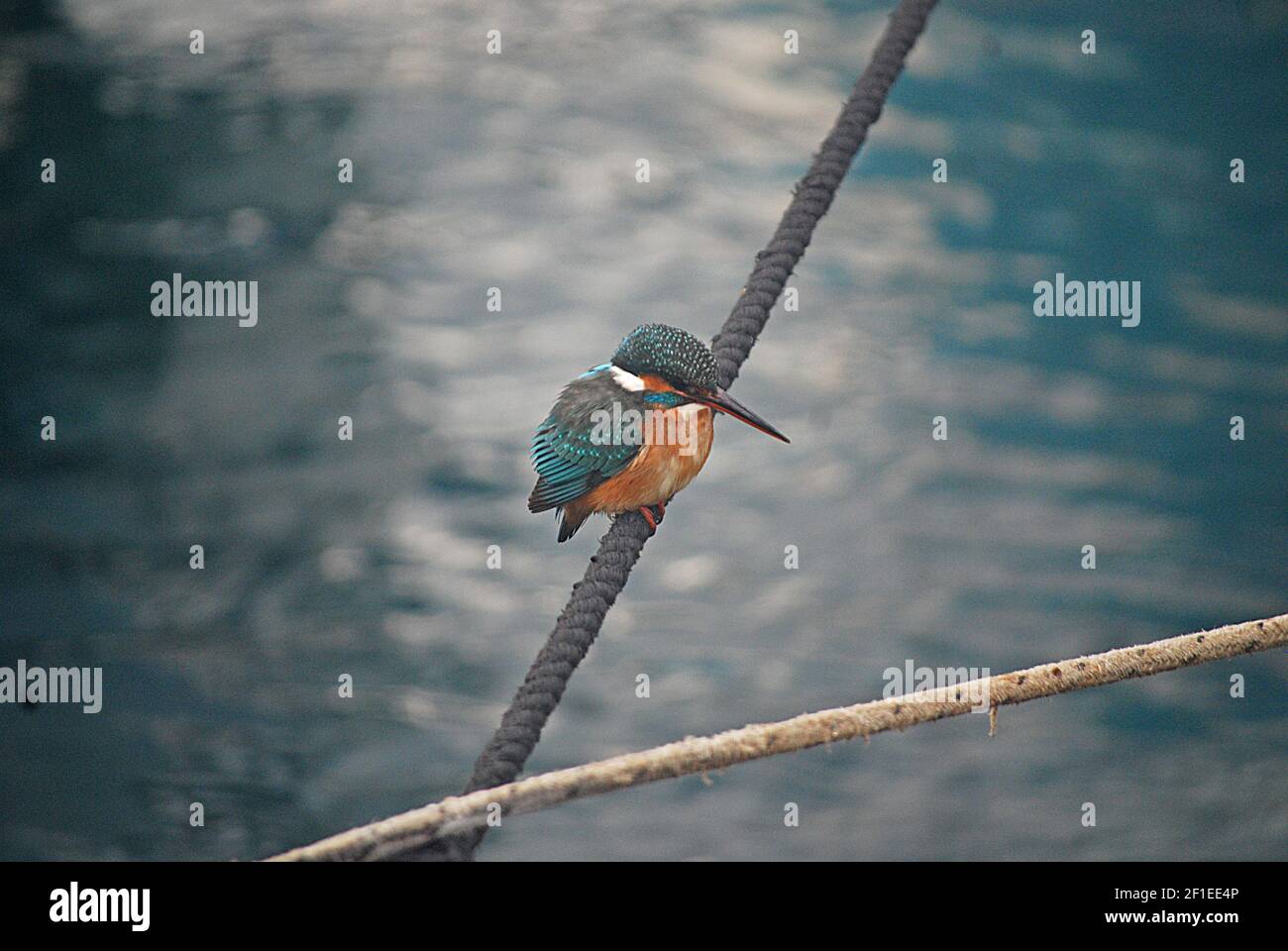 Kingfisher Bird resting at harbor Stock Photo - Alamy