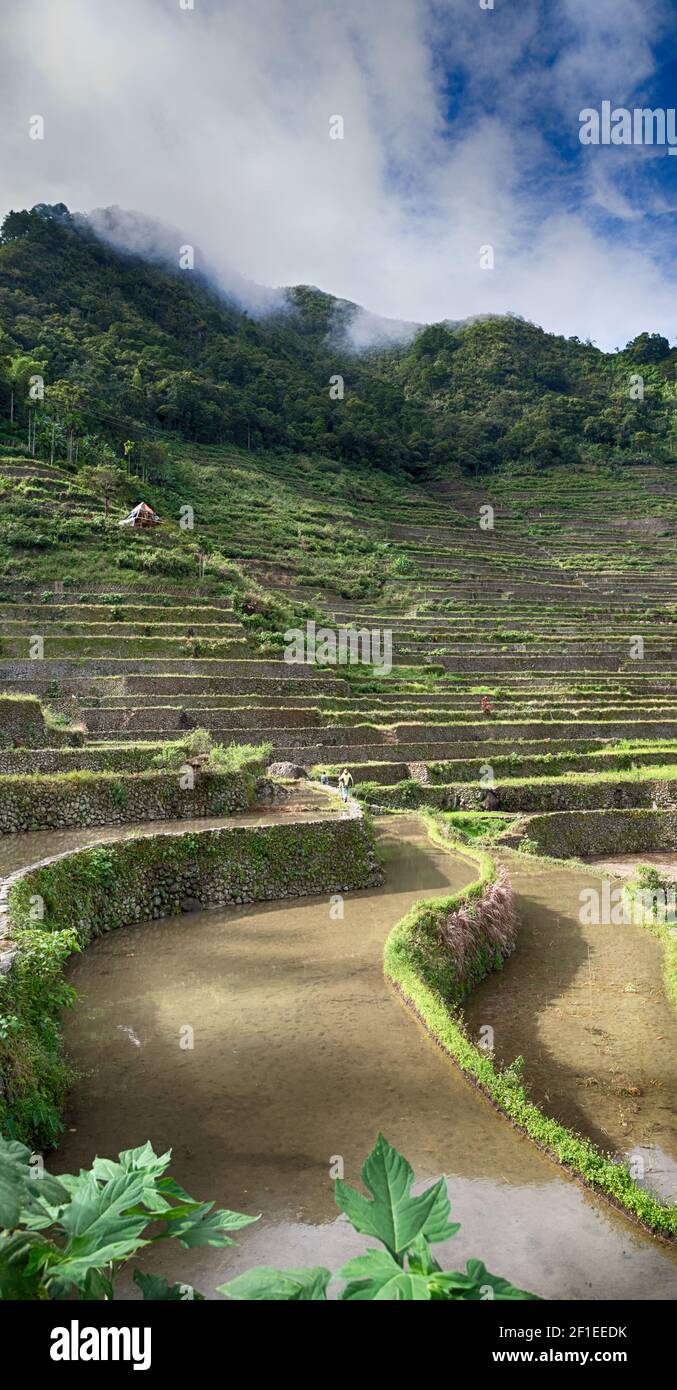 Terrace field for coultivation of rice Stock Photo - Alamy