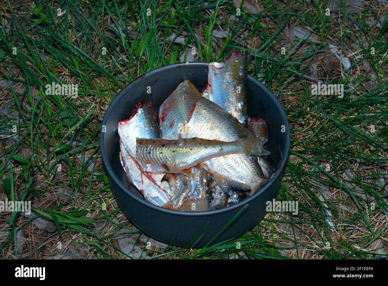 Purified river fish. The fish is prepared for frying in a saucepan ...