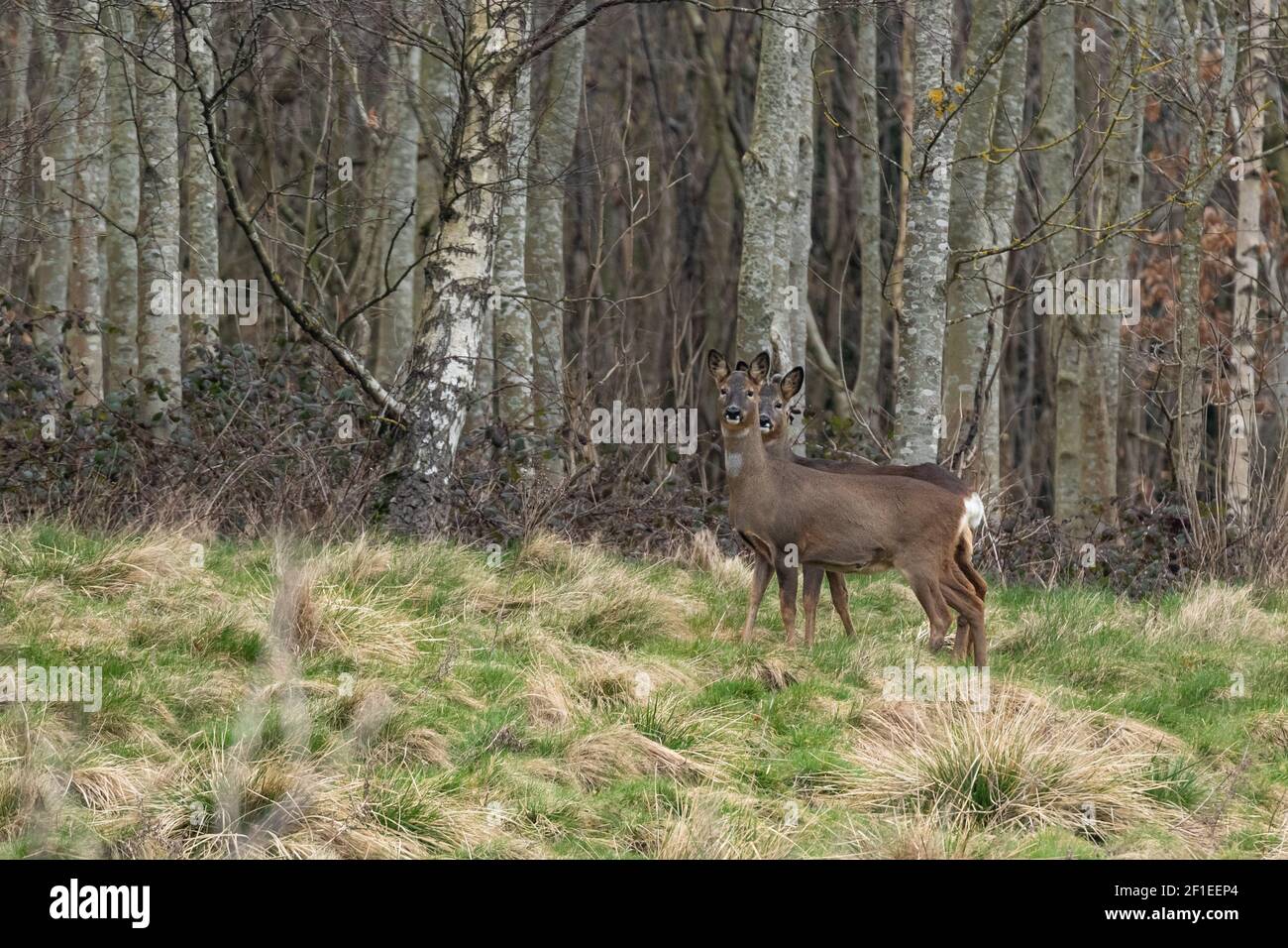 Birch trees with deer hi-res stock photography and images - Alamy