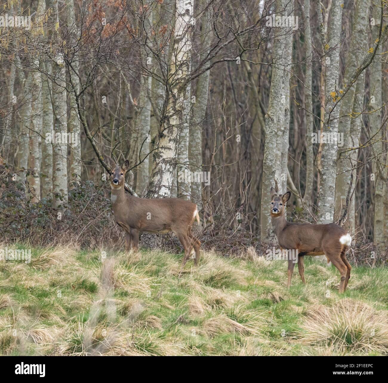 Birch trees with deer hi-res stock photography and images - Alamy
