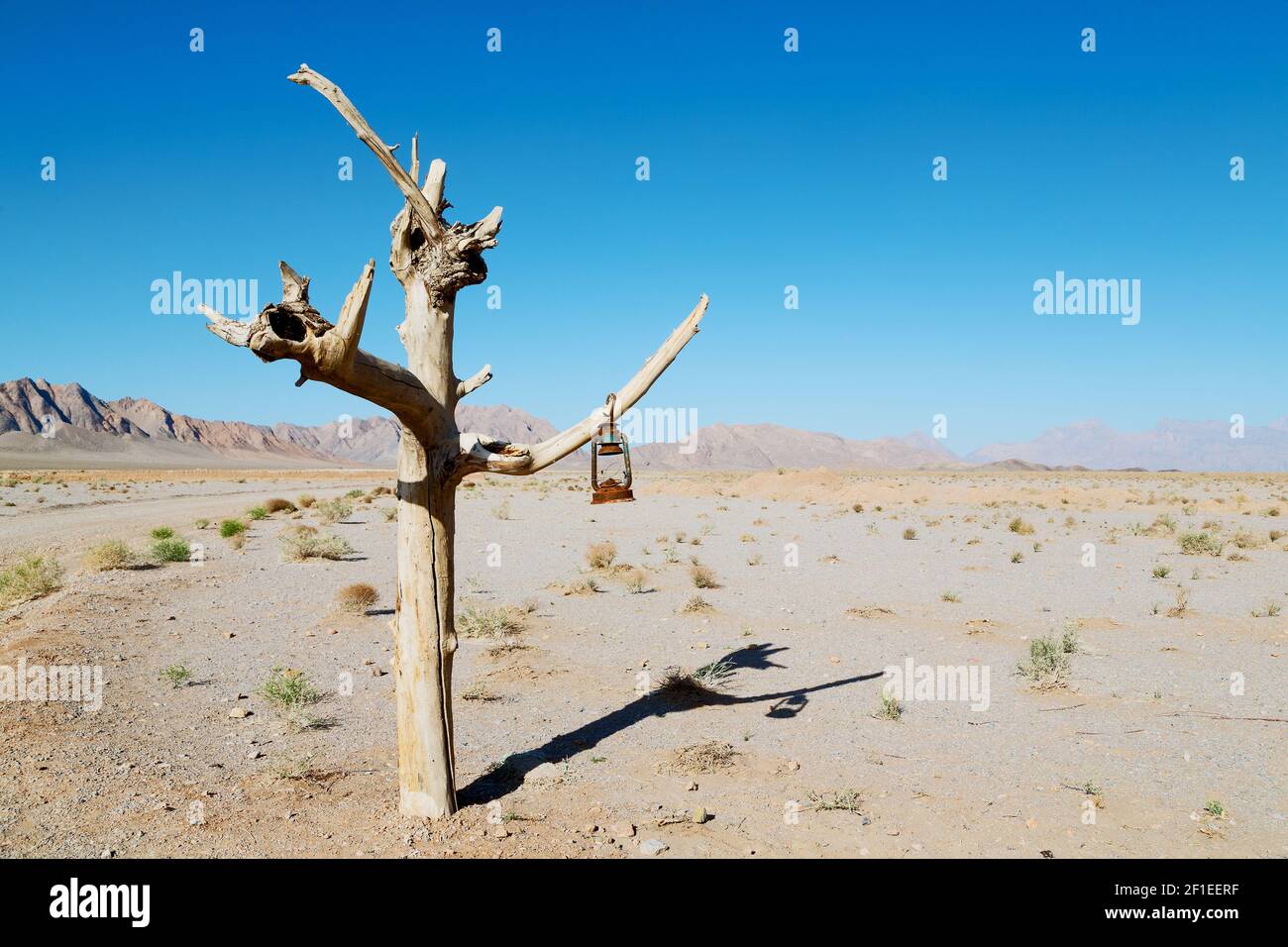 In iran old dead tree Stock Photo - Alamy
