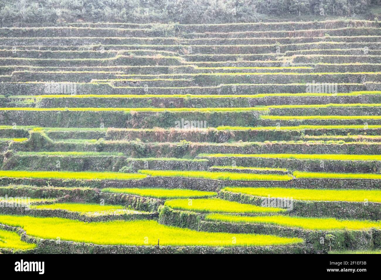 Terrace field for coultivation of rice Stock Photo - Alamy