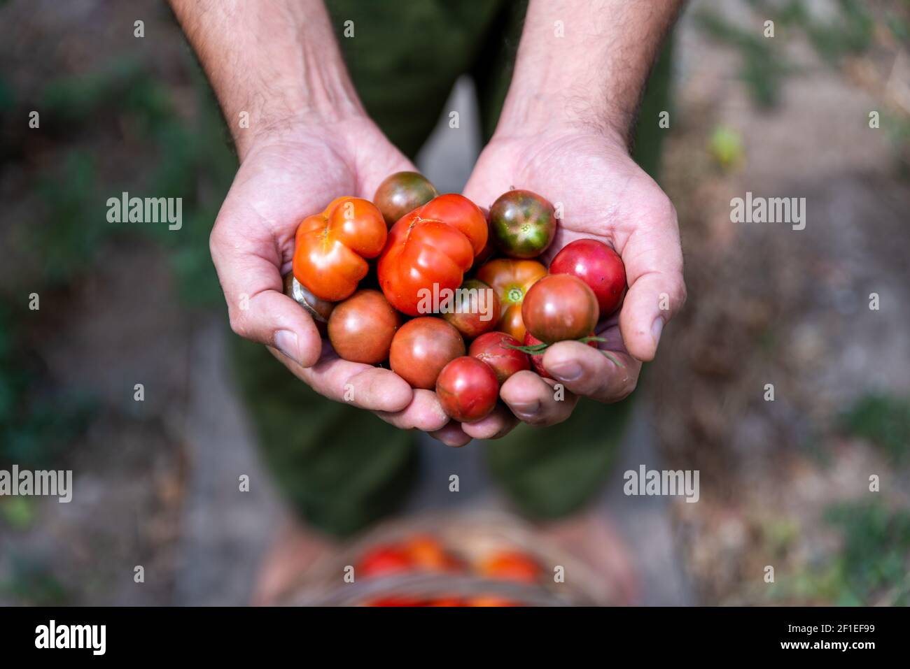 Fresh small, red tomatoes in farmer hands, top view Stock Photo - Alamy
