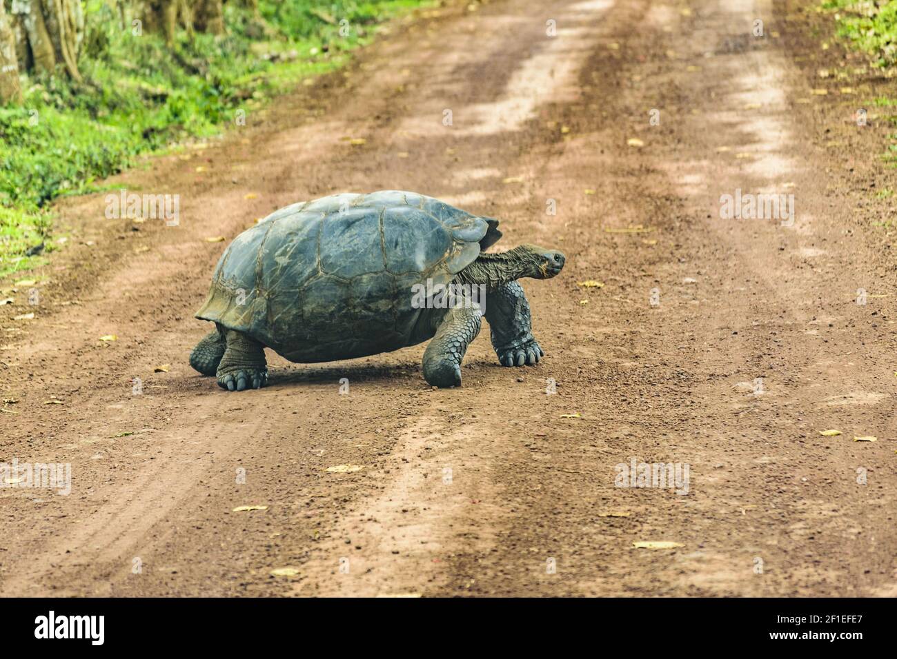 Galapagos Giant Turtle, Ecuador Stock Photo - Alamy