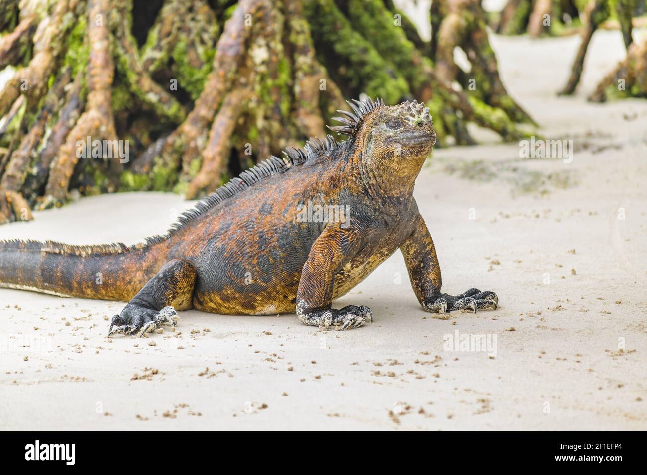 Ugly lizards hi-res stock photography and images - Alamy