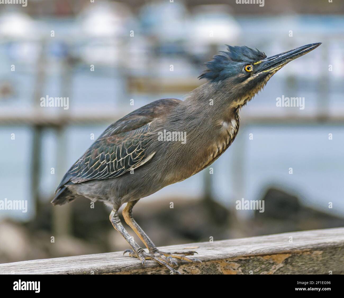 Attentive expression hi-res stock photography and images - Alamy
