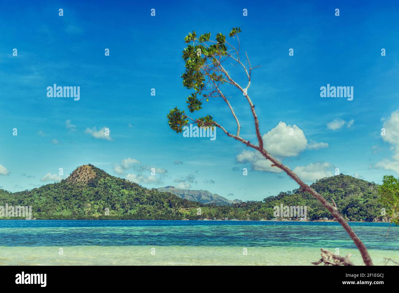 In the beautiful island cosatline and tree Stock Photo - Alamy