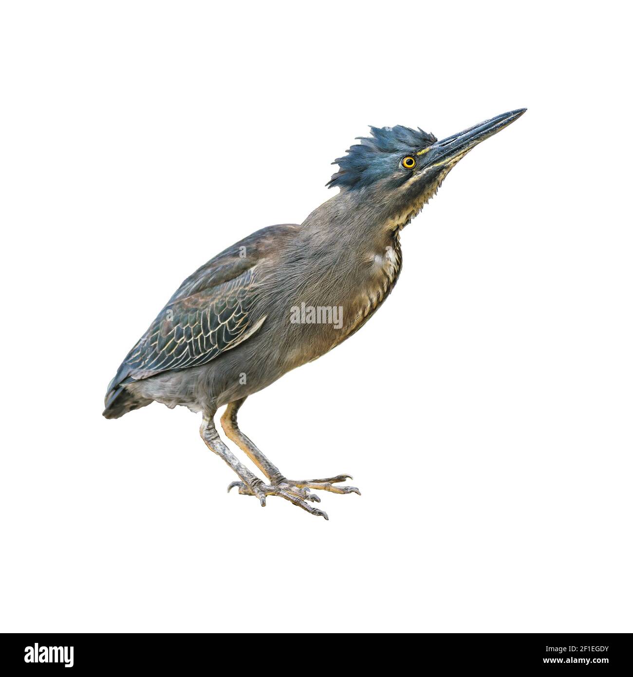 Exotic Bird Isolated Photo Stock Photo - Alamy
