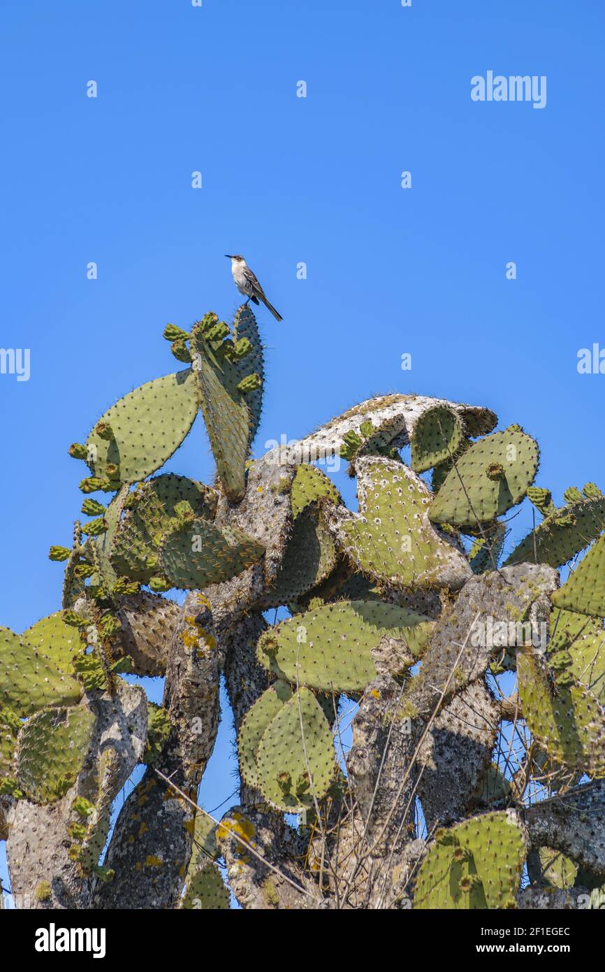 Tuna ecuador hi-res stock photography and images - Alamy