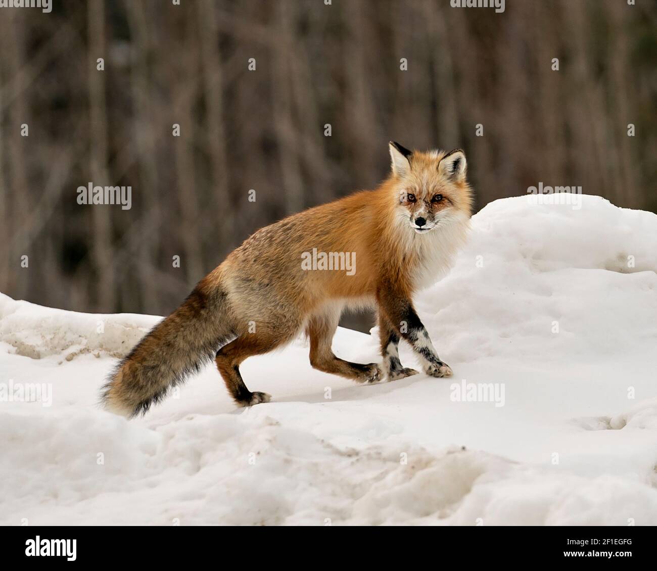 Red fox close-up profile side view in the winter season in its ...