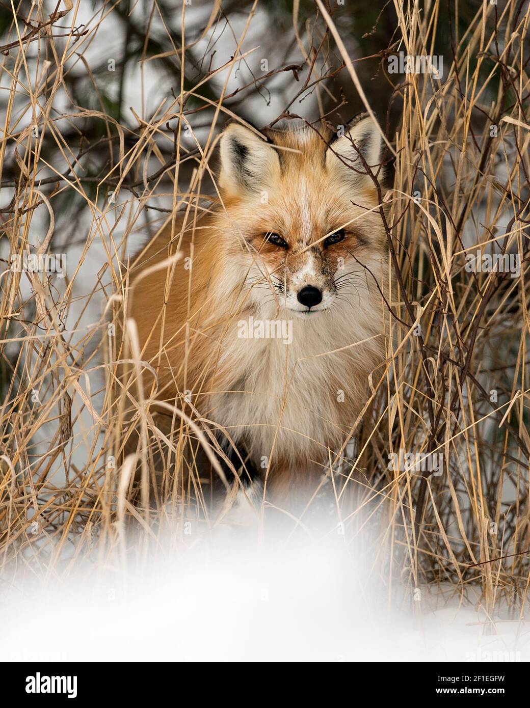 Red fox unique face close-up looking through foliage with a blur ...