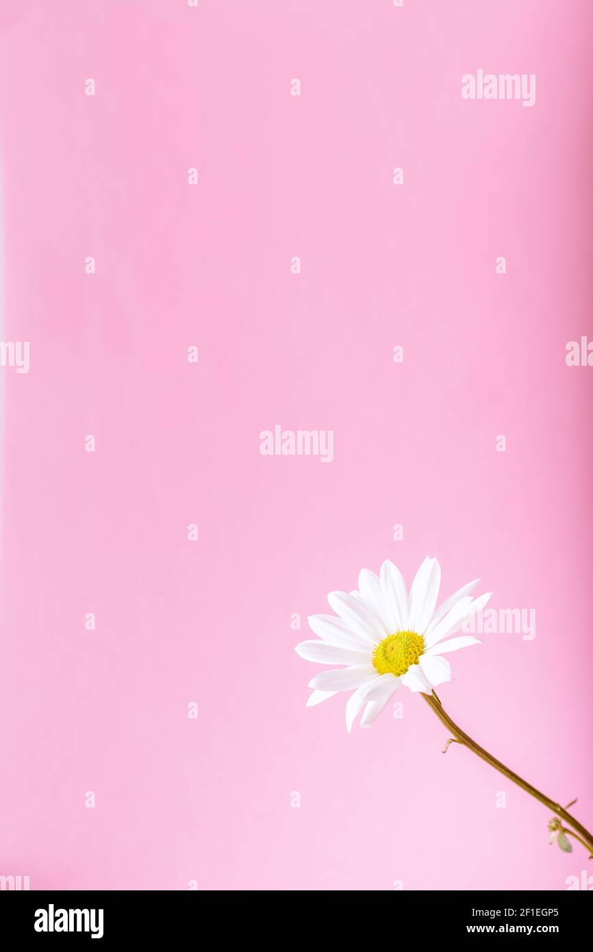 Spring flower (daisy) on pink background. Simple pink floral background ...