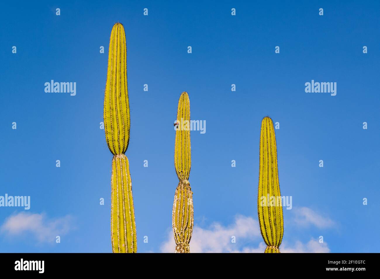 Big tuna hi-res stock photography and images - Alamy