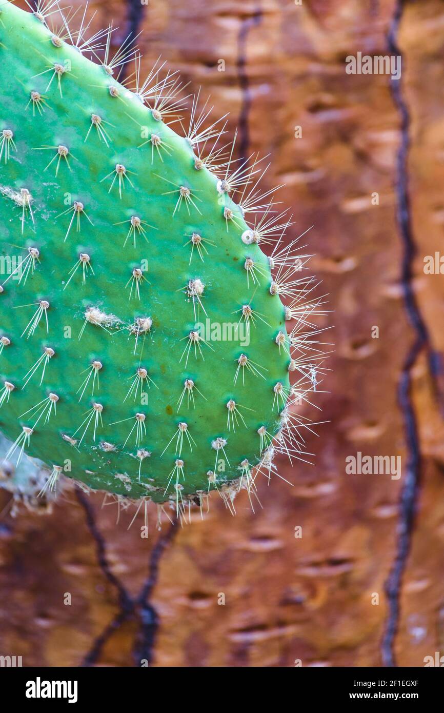 Tuna Tree Closeup View Stock Photo - Alamy