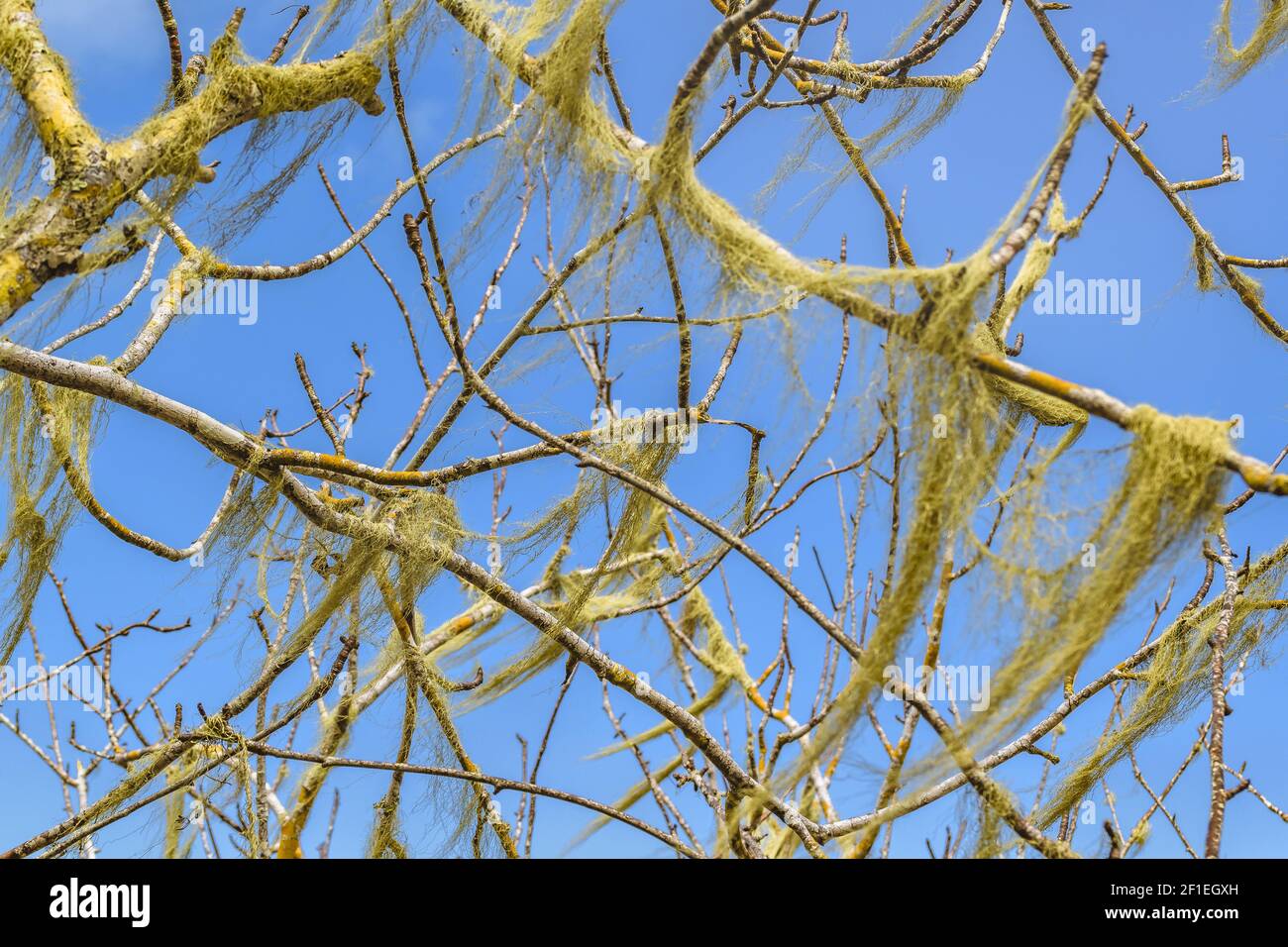 Tree Branches Detail View Stock Photo - Alamy