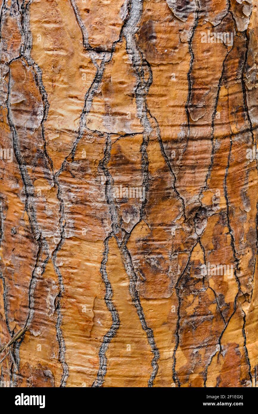 Tuna detail hi-res stock photography and images - Alamy