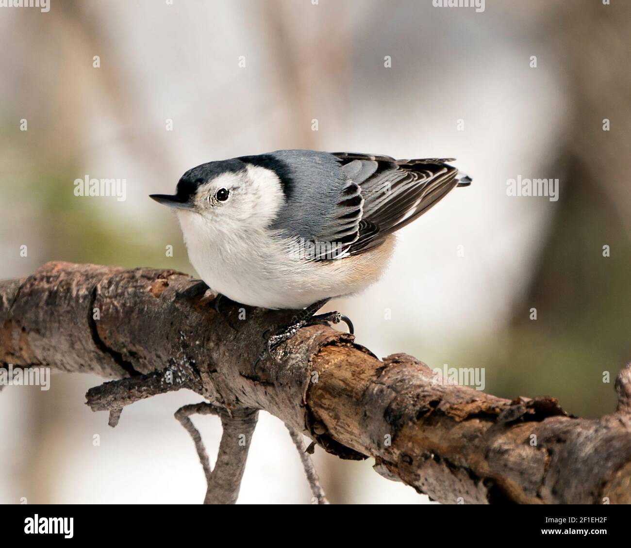 White-Breasted Nuthatch close-up profile view perched with a blur ...