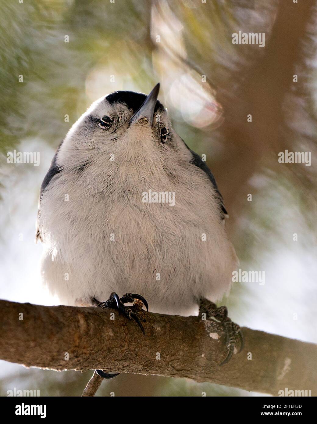 White-Breasted Nuthatch close-up profile view perched looking at camera ...