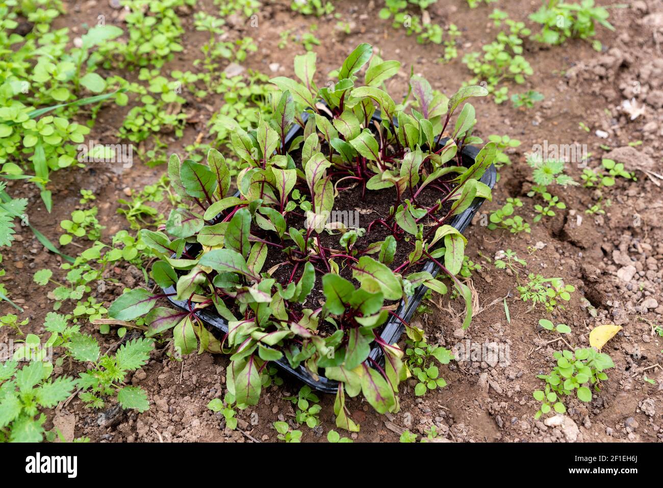 Young green beetroot plants ready for planting Stock Photo - Alamy