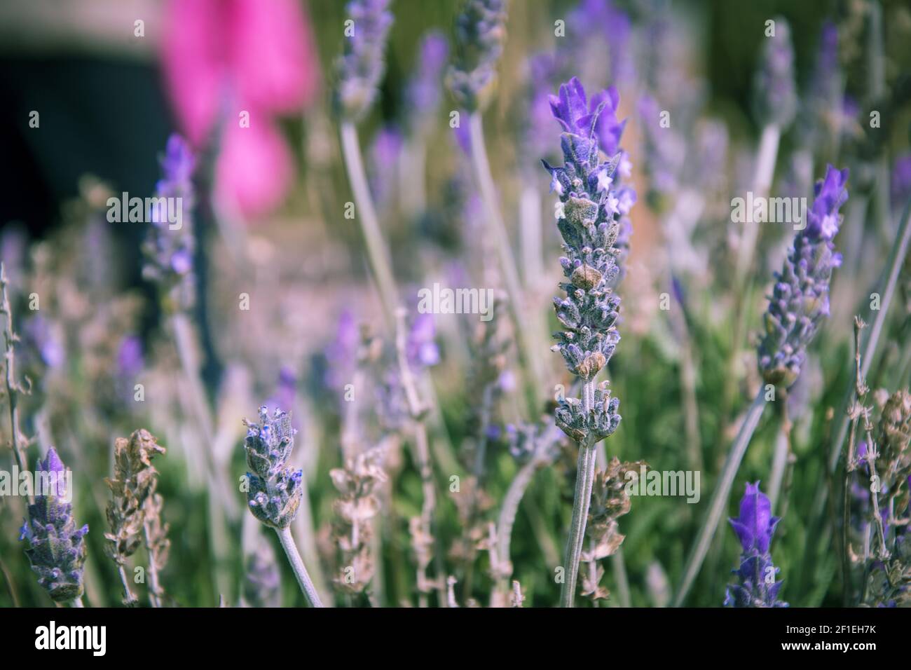 Lavender flowers, scientific name Lavandula dentata Stock Photo - Alamy