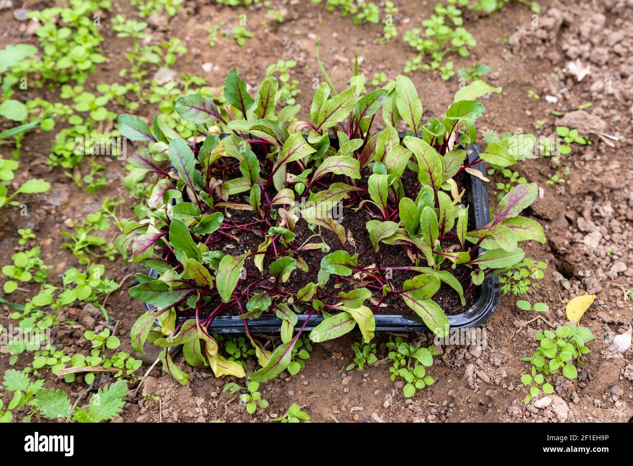 Beetroot plants hi-res stock photography and images - Alamy