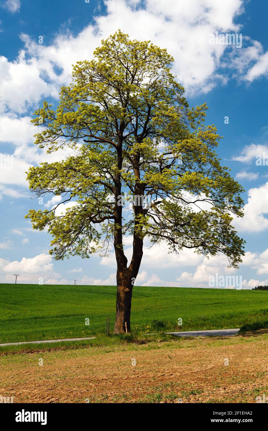 Top view common maple tree hi-res stock photography and images - Alamy