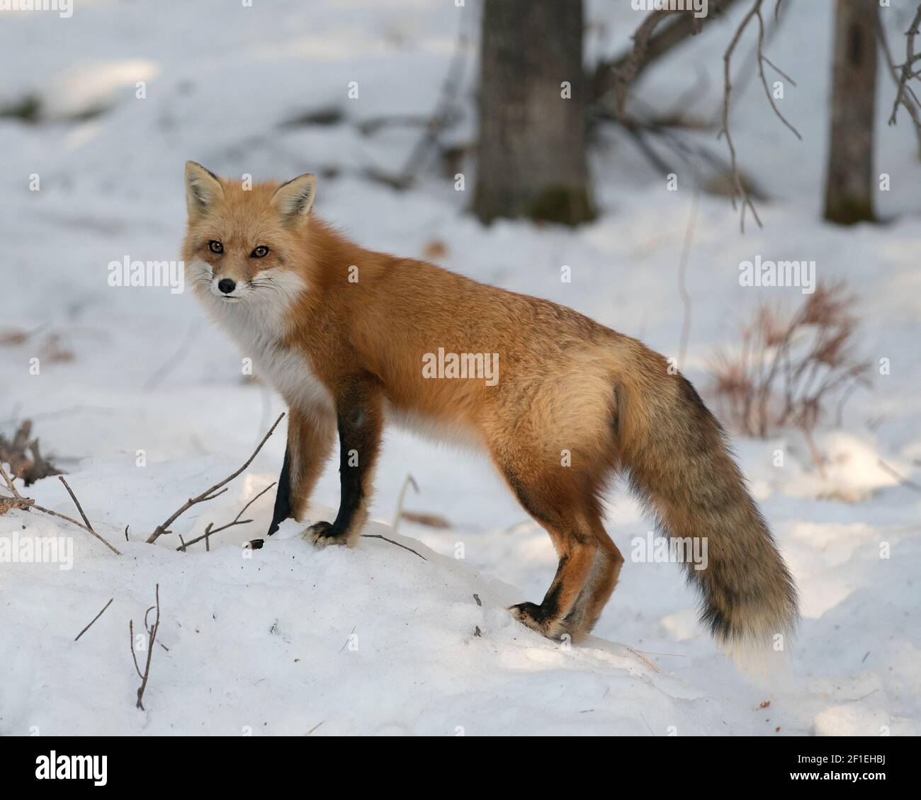 Side view of fox hi-res stock photography and images - Alamy