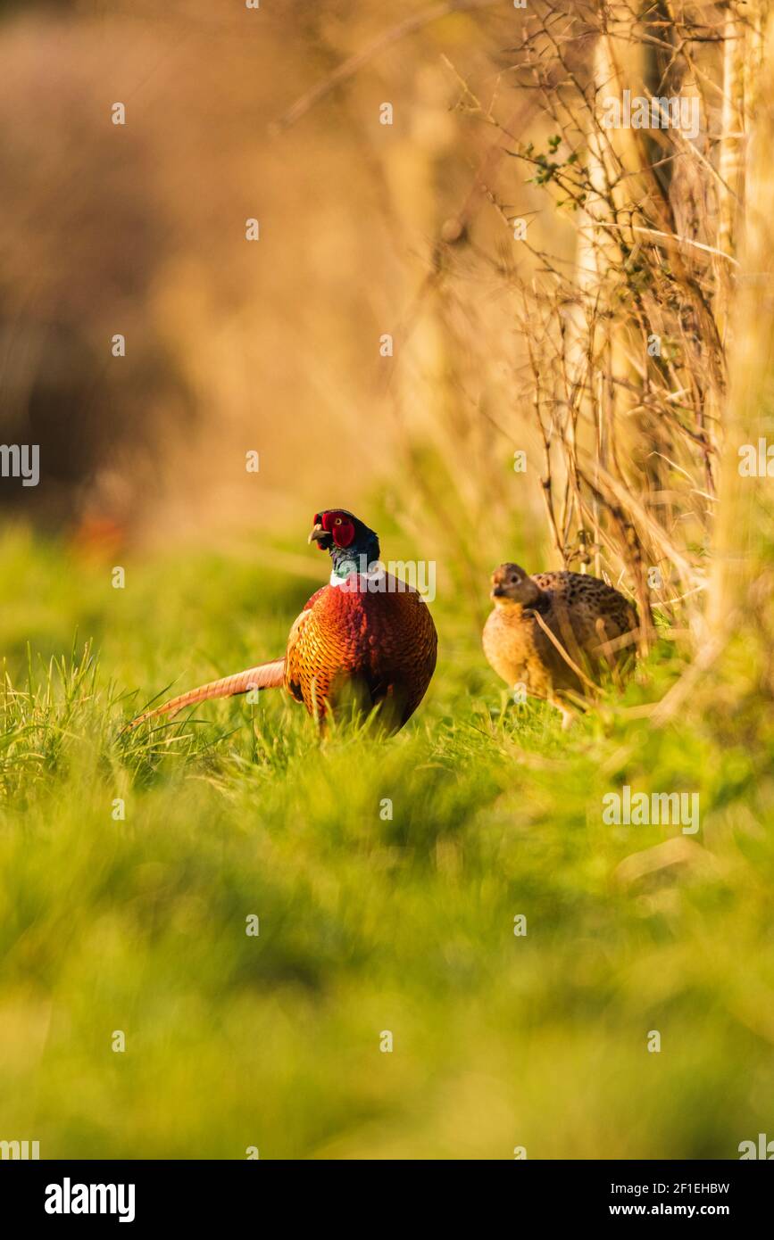 Rooster of Common Pheasant, Ring-necked Pheasant, Phasianus colchicus ...
