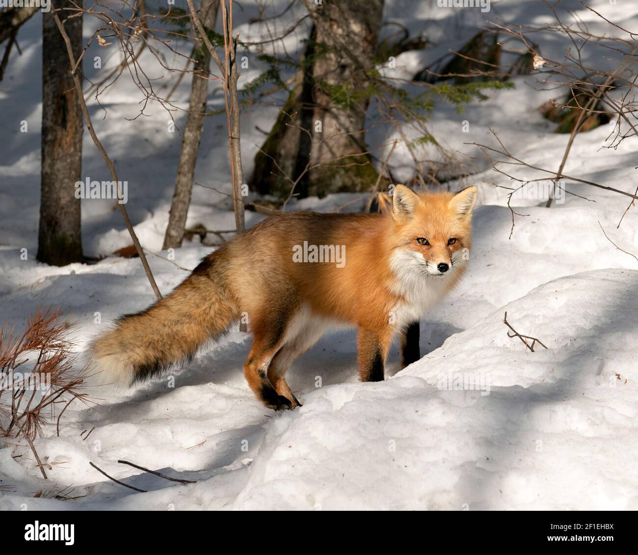 Side view of fox hi-res stock photography and images - Alamy