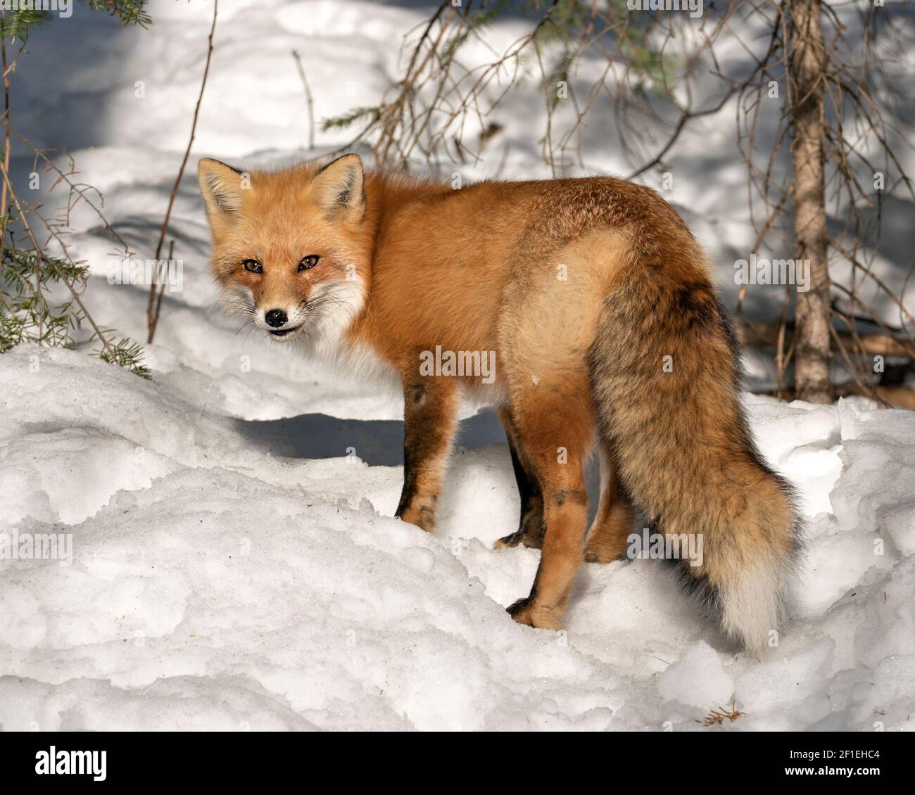 Fox In Snow Up Close