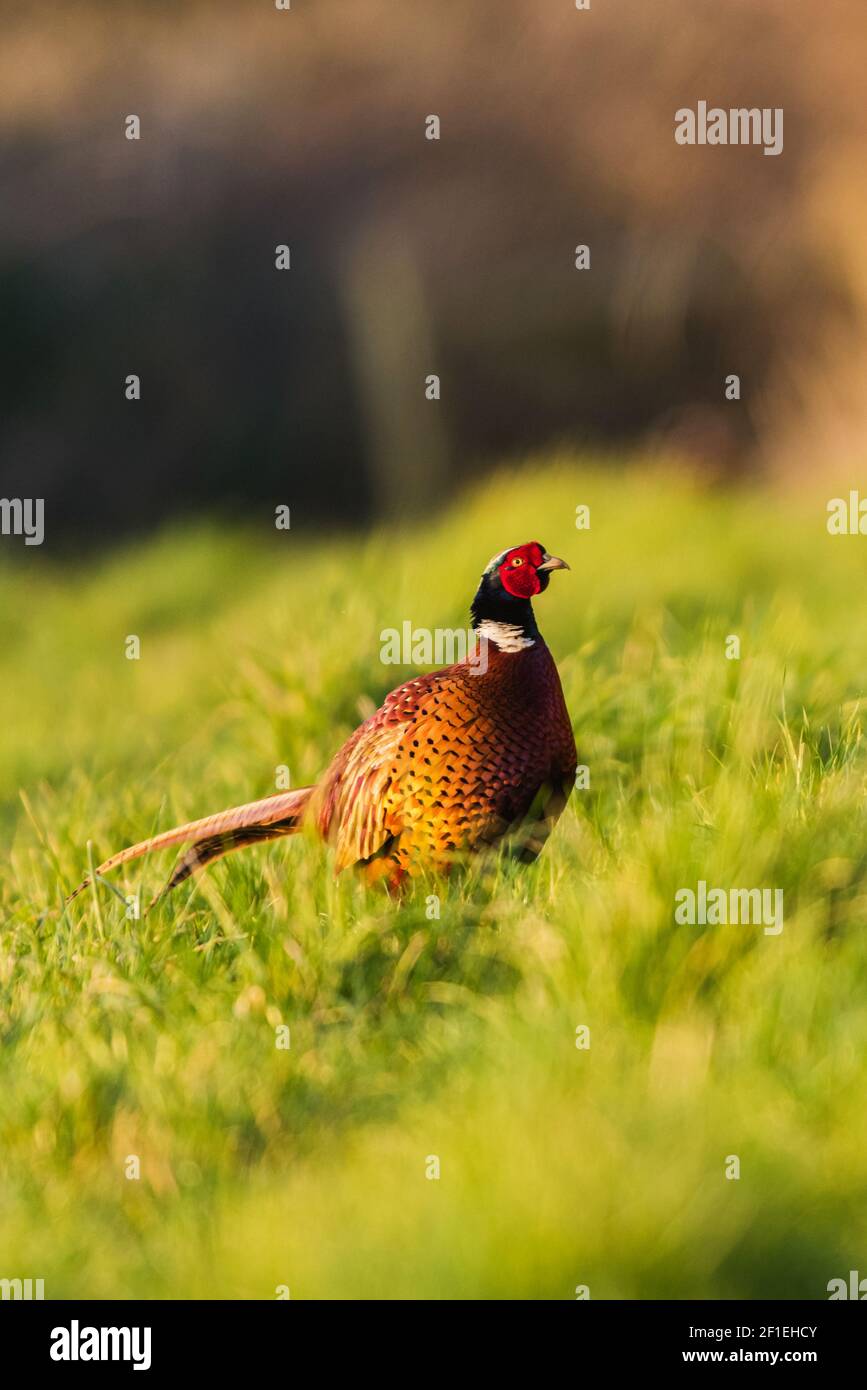Rooster of Common Pheasant, Ring-necked Pheasant, Phasianus colchicus ...