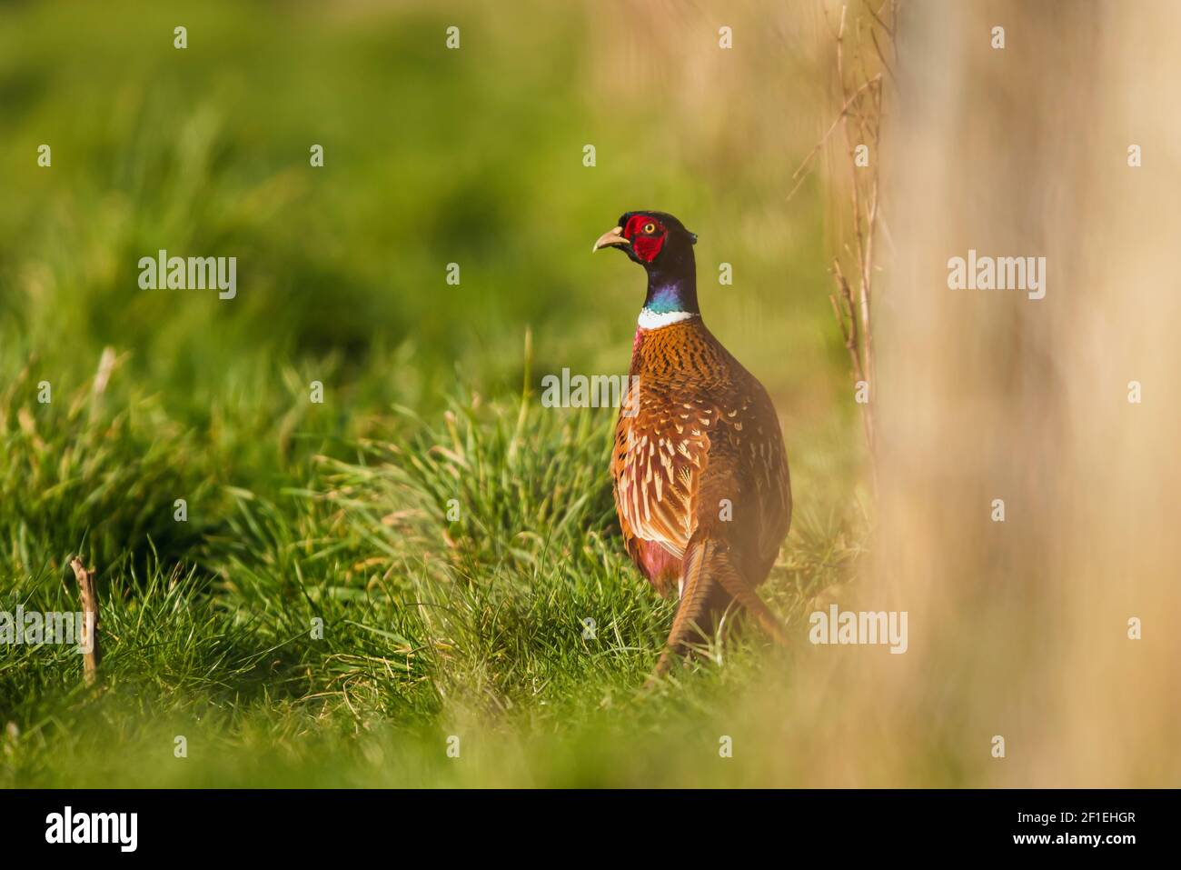 Rooster of Common Pheasant, Ring-necked Pheasant, Phasianus colchicus ...