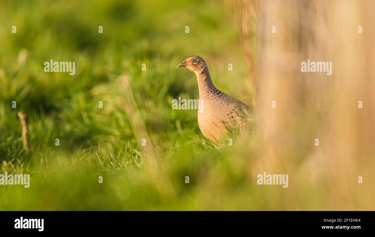 Hen of Common Pheasant, Ring-necked Pheasant, Phasianus colchicus Stock Photo - Alamy