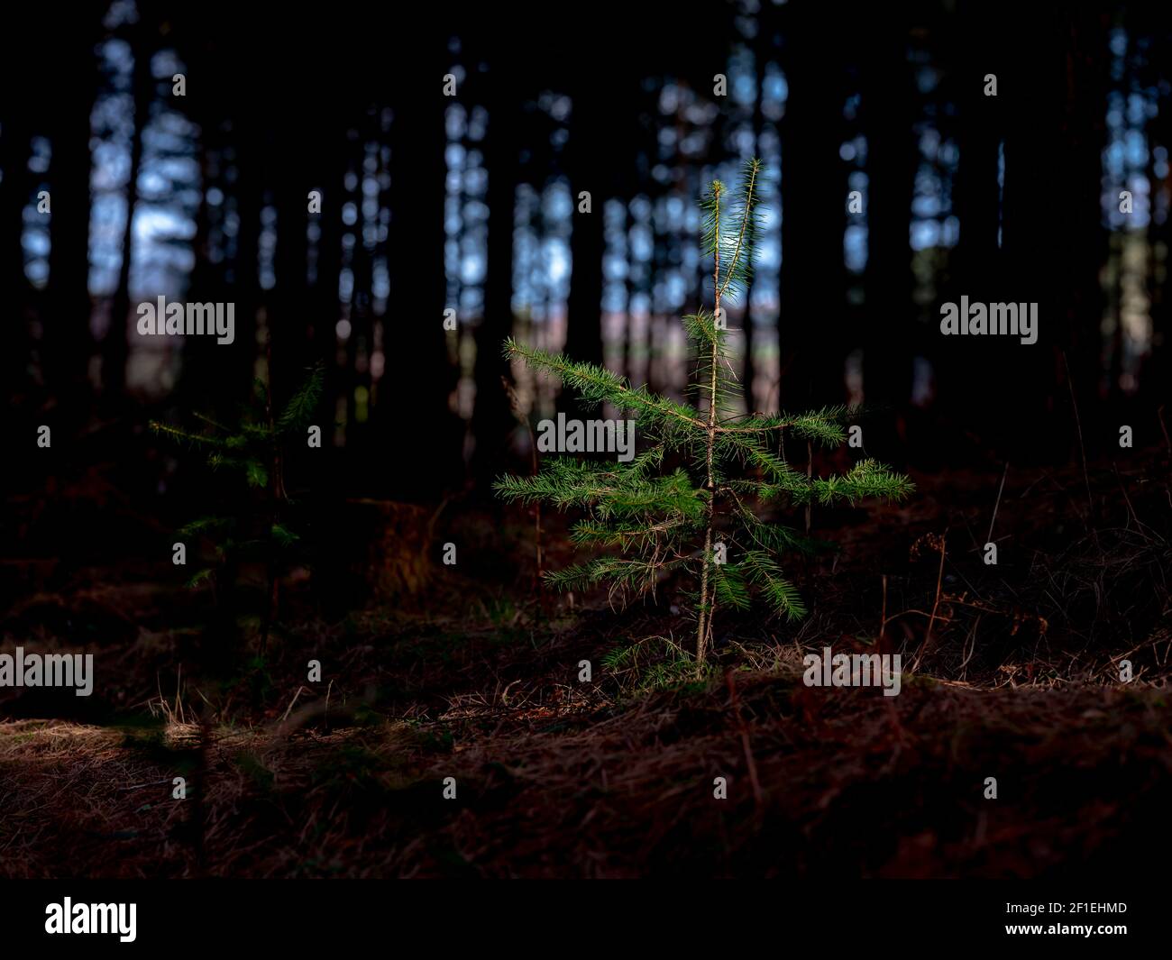 On a dark forest floor a young fir tree sapling finds a strip of light ...