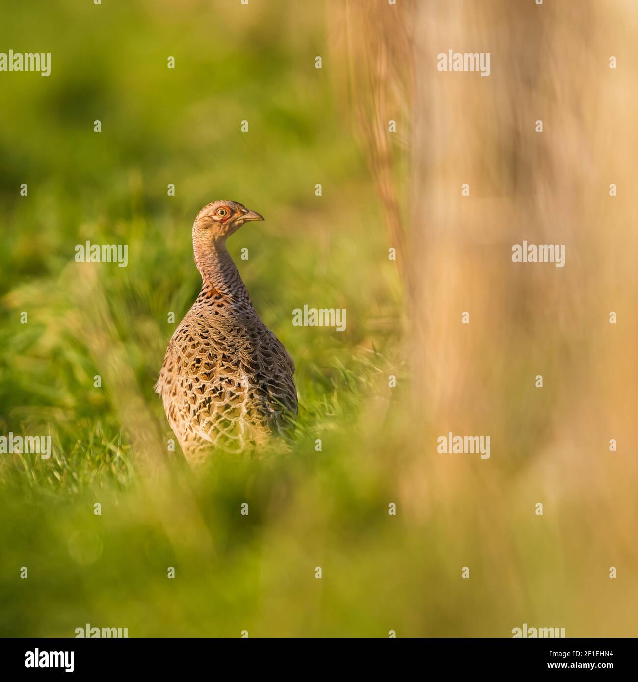Hen of Common Pheasant, Ring-necked Pheasant, Phasianus colchicus Stock Photo - Alamy