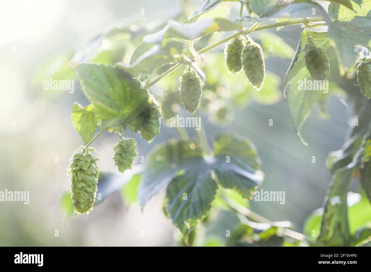 Hops beer label hi-res stock photography and images - Alamy