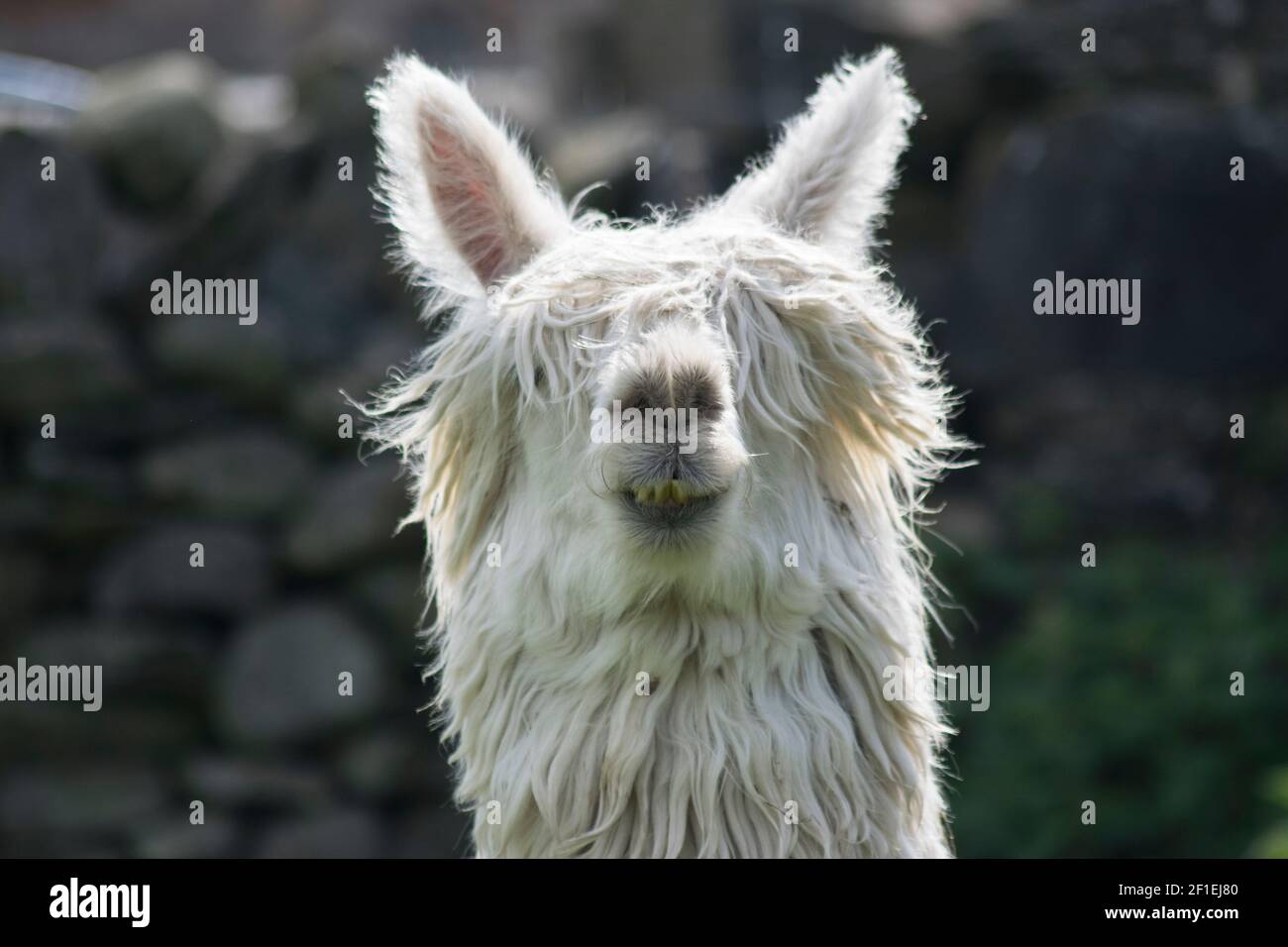 White stone llama hi-res stock photography and images - Alamy
