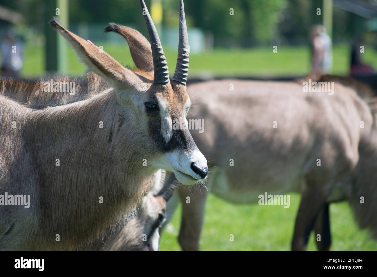 Wild animals in a safari park Stock Photo - Alamy